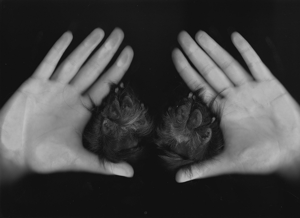 Dog Paws Domestic Animal Close - Free photo on Pixabay