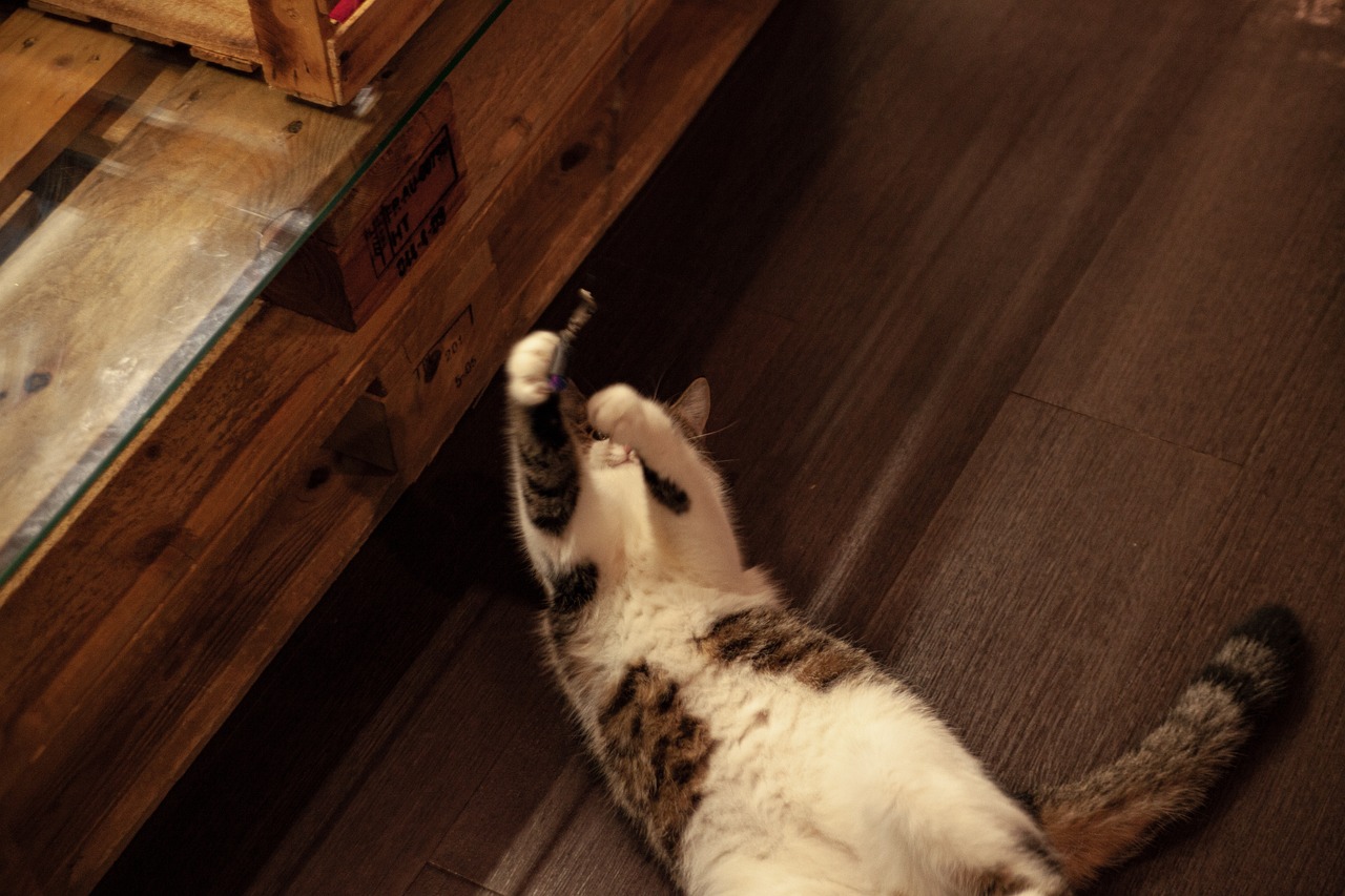 Cat Amusement Bois - Photo gratuite sur Pixabay - Pixabay