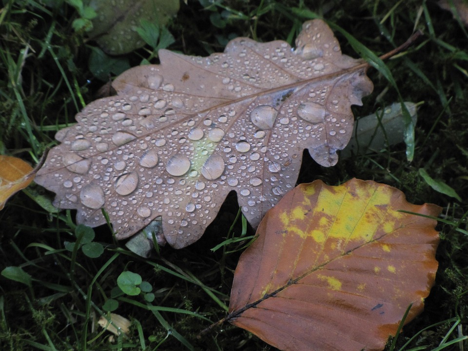 Leaves Drops Fall - Free photo on Pixabay