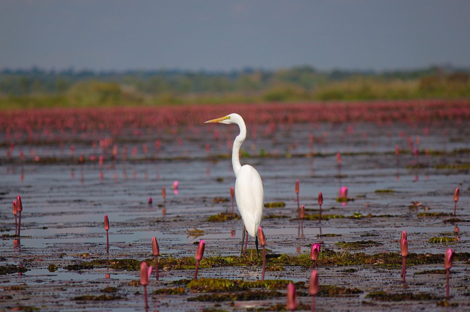 Great Egret Bird Wetland Red - Free photo on Pixabay - Pixabay