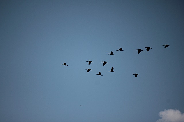 Flock Of Birds Ducks - Free photo on Pixabay