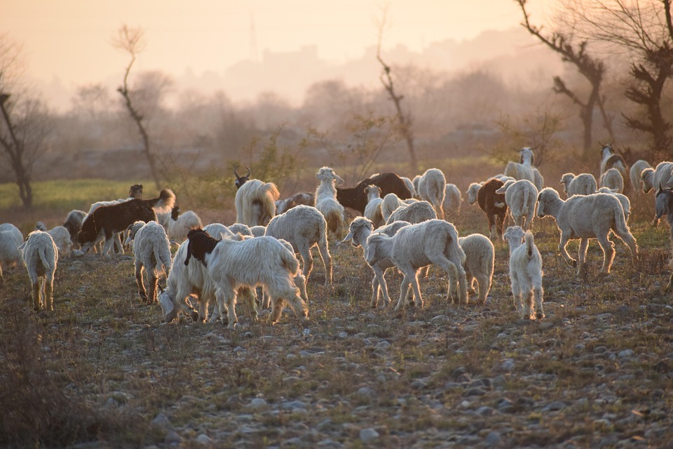 Goats Sheeps Sunset - Free photo on Pixabay - Pixabay