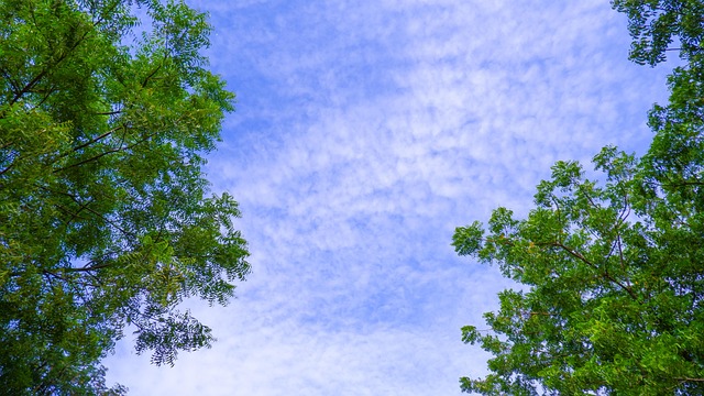 Ciel Des Arbres Fond - Photo gratuite sur Pixabay - Pixabay
