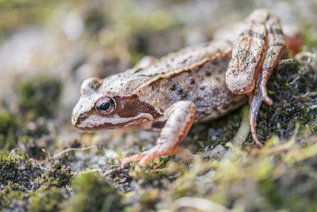Frog Animal Amphibian Brown - Free photo on Pixabay - Pixabay