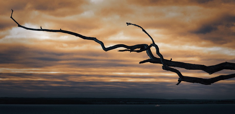 Branch Tree Horizon - Free photo on Pixabay