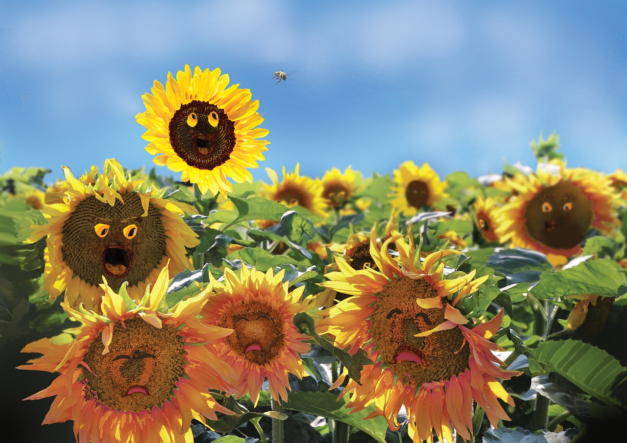 Download Sunflowers, Field, Funny. Royalty-Free Stock Illustration ...