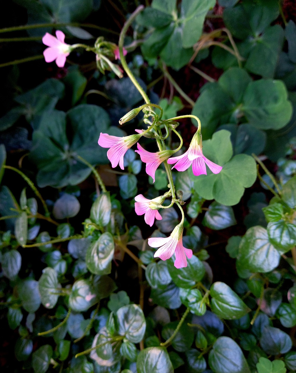 Lucky Clover Trébol Acedera De - Foto gratis en Pixabay - Pixabay