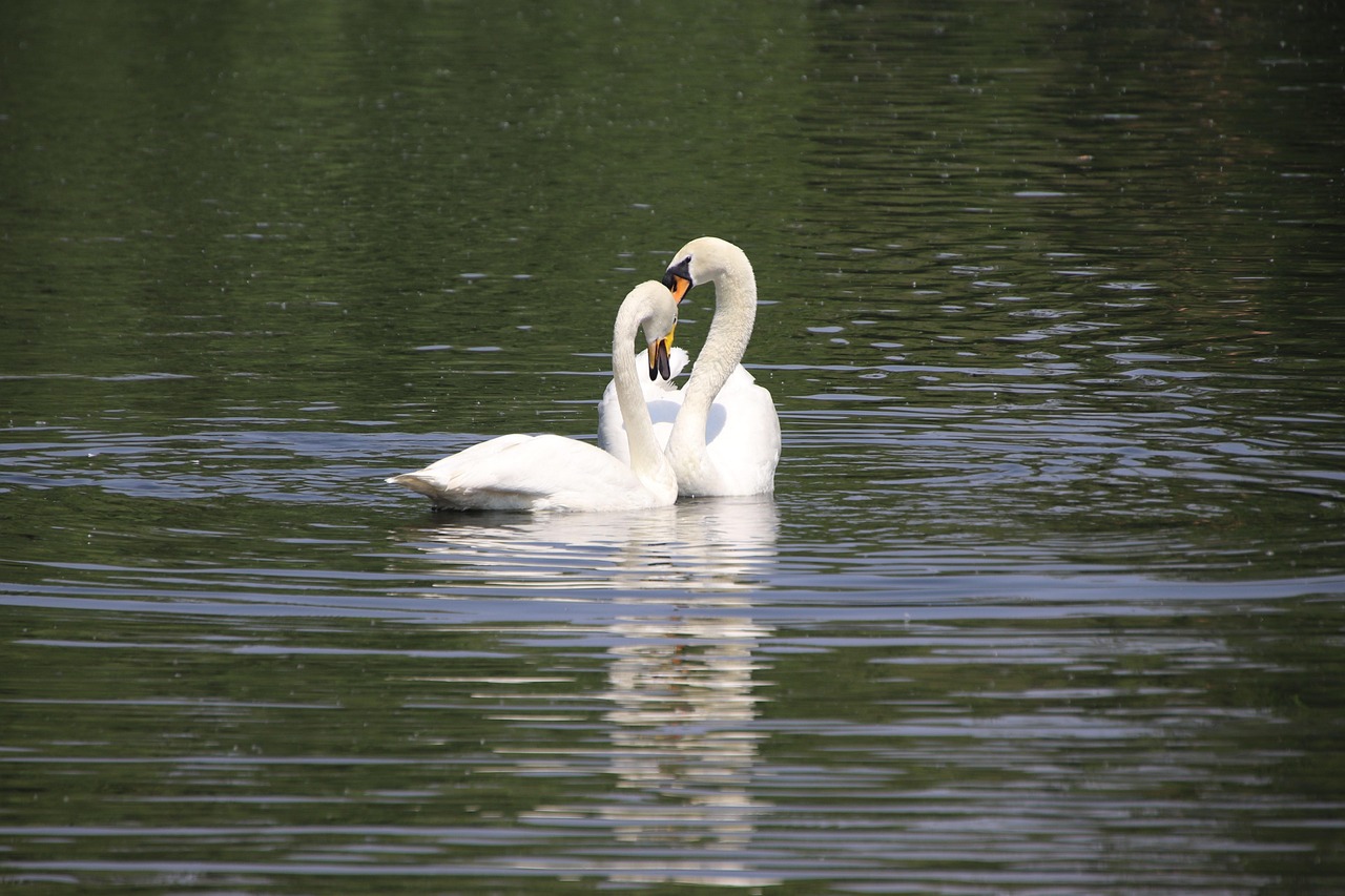 Swan Couple Bird - Free photo on Pixabay - Pixabay