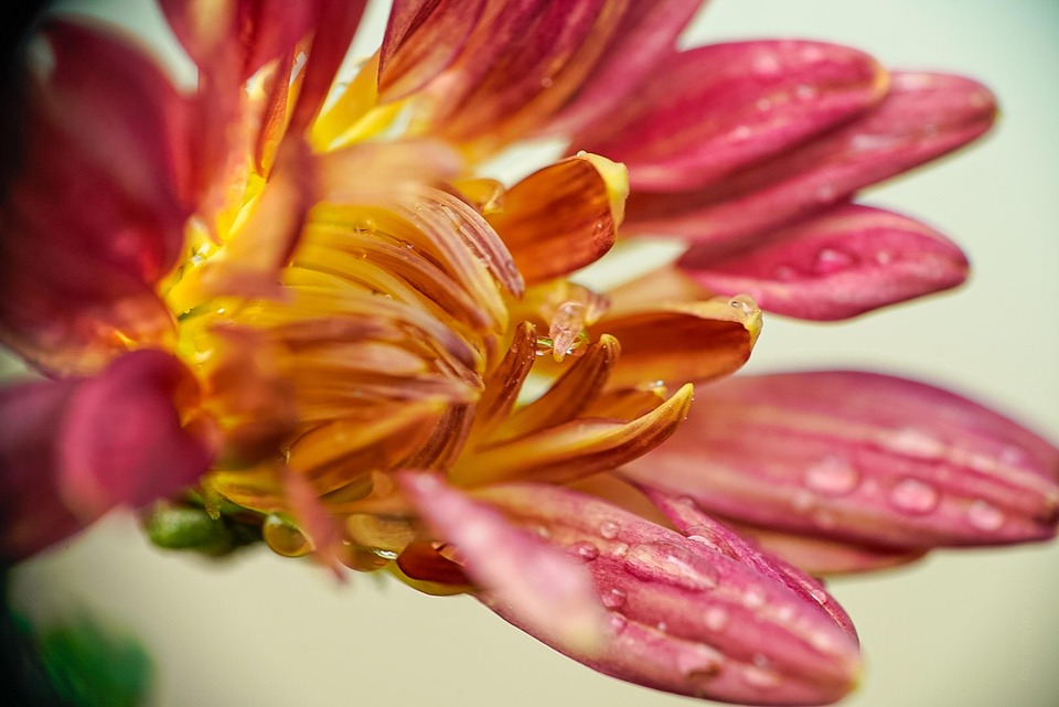 Fleur Marron Et Jaune Focus - Photo gratuite sur Pixabay - Pixabay