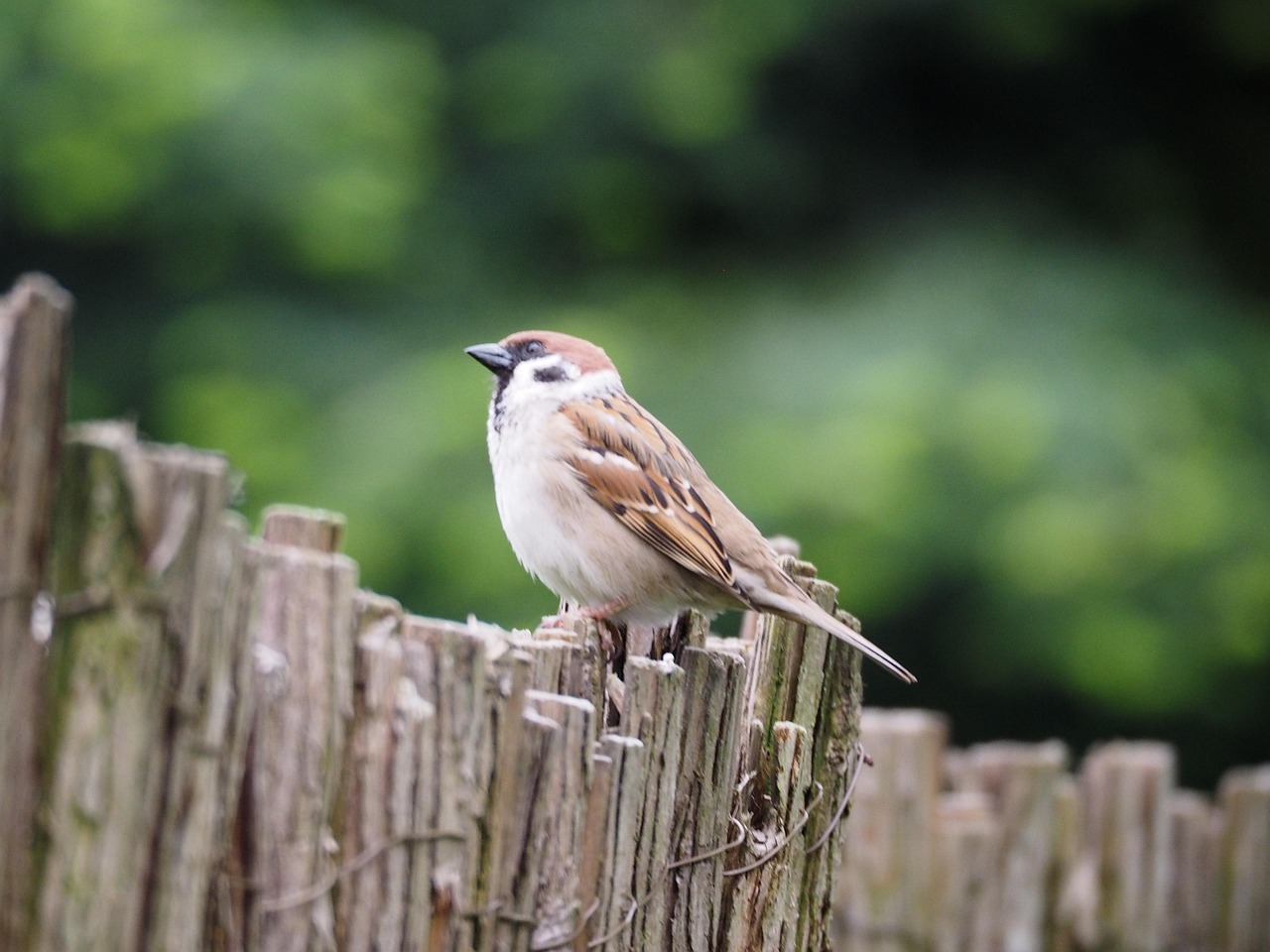Sparrow Sperling Bird - Free photo on Pixabay - Pixabay