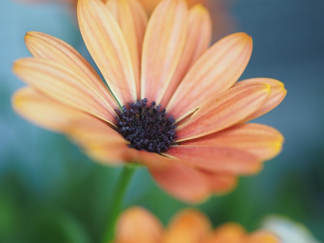 Margerite Blume Bornholm - Kostenloses Foto auf Pixabay - Pixabay