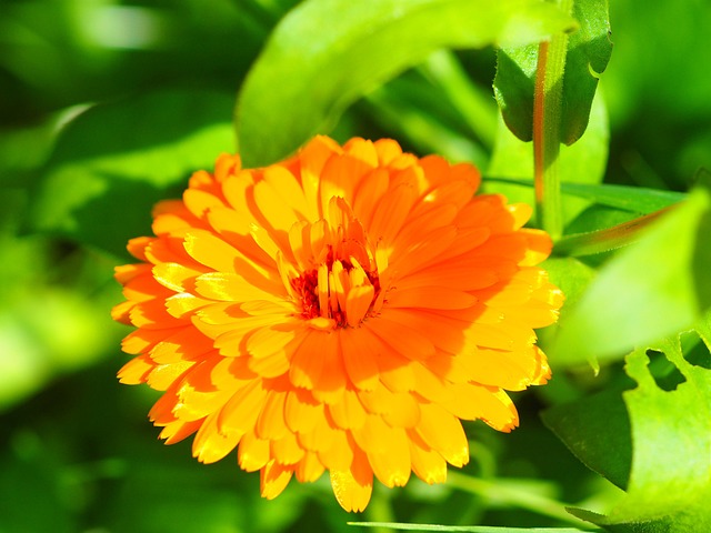 Souci Fleur Calendula - Photo gratuite sur Pixabay