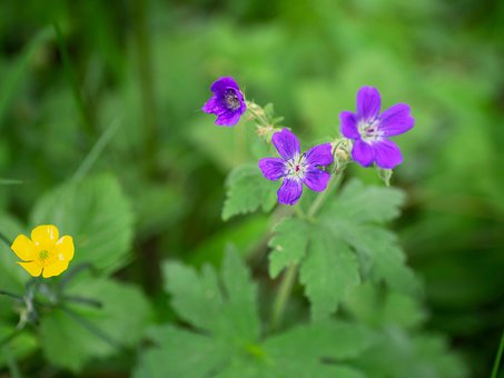 30+ Free Mayflower & Blossoms Photos - Pixabay