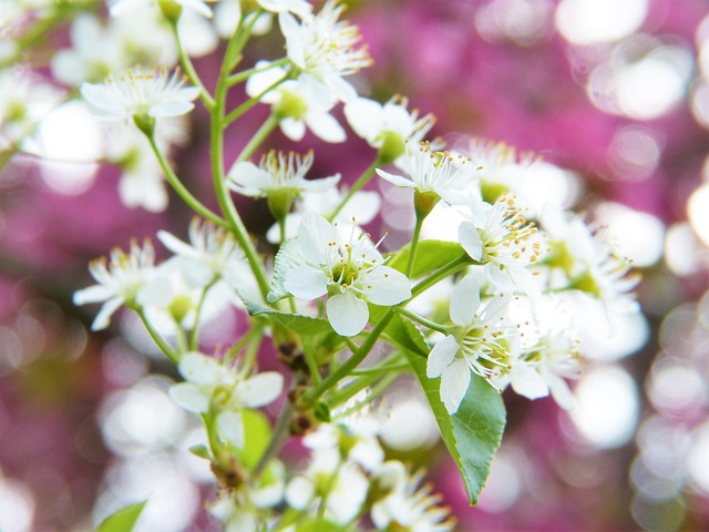Wild Cherry Flores Primavera - Foto gratuita no Pixabay - Pixabay