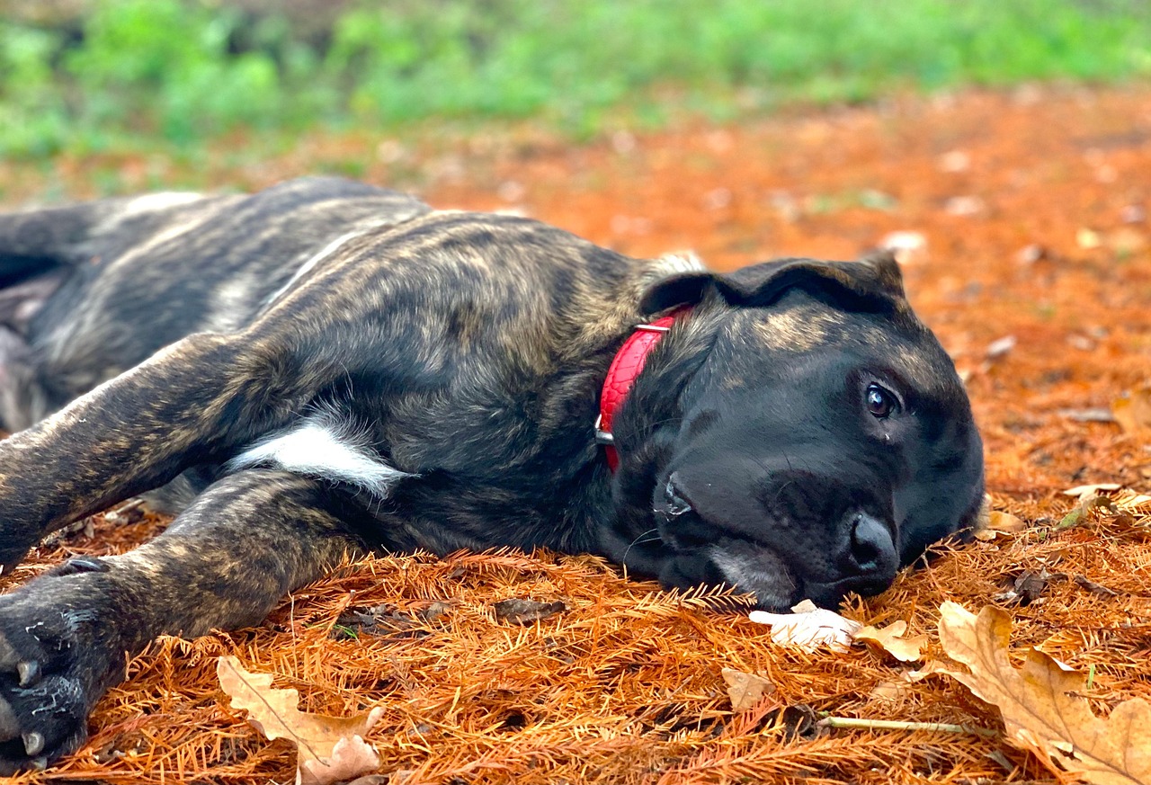 Mastiff Puppy Dog - Free photo on Pixabay