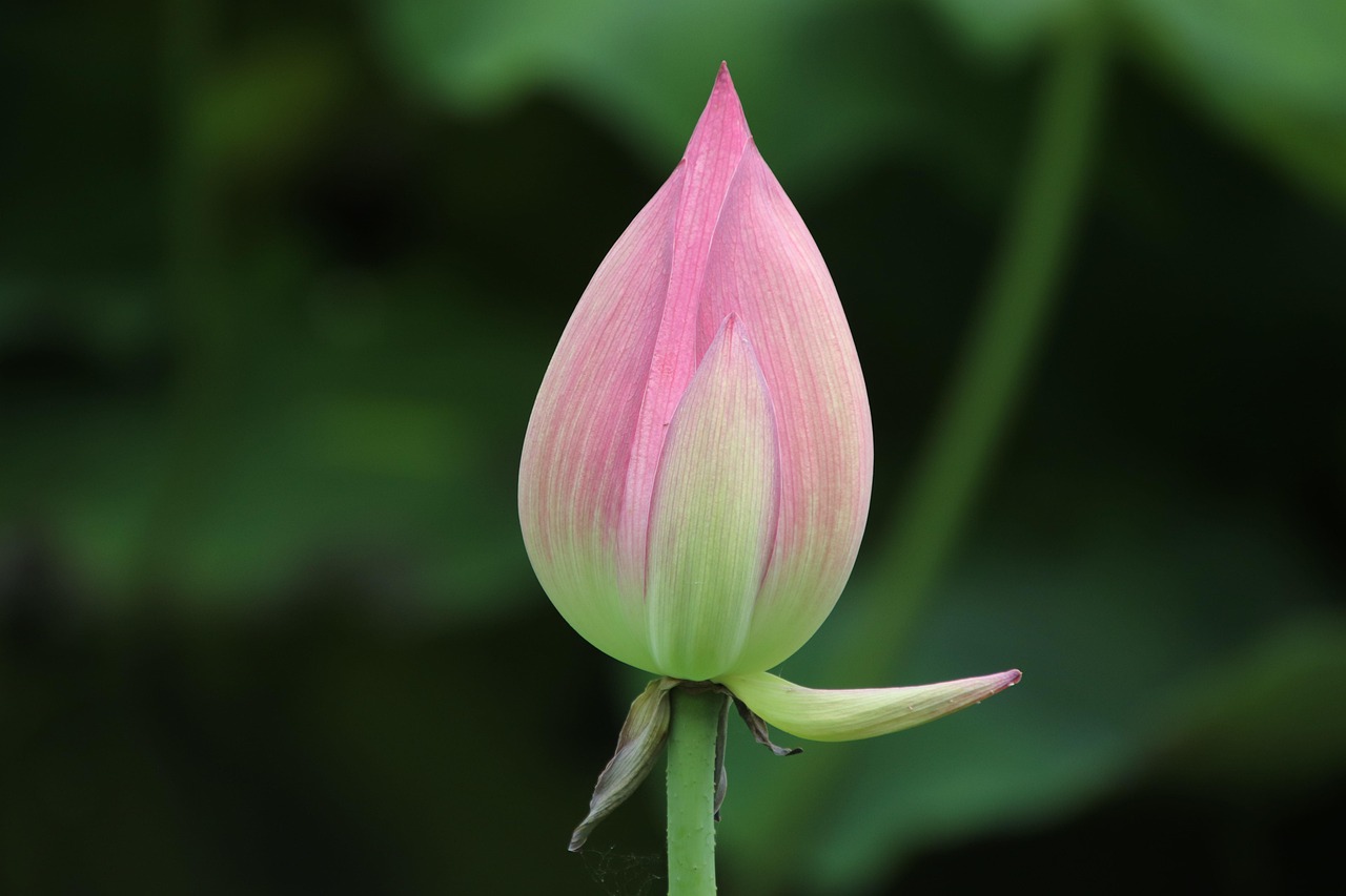 Lotus Fleur Bourgeon - Photo gratuite sur Pixabay - Pixabay