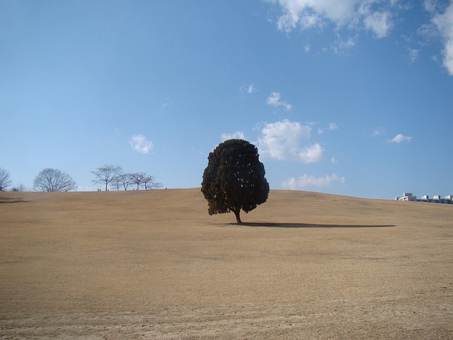 Baum Park Natur - Kostenloses Foto auf Pixabay - Pixabay