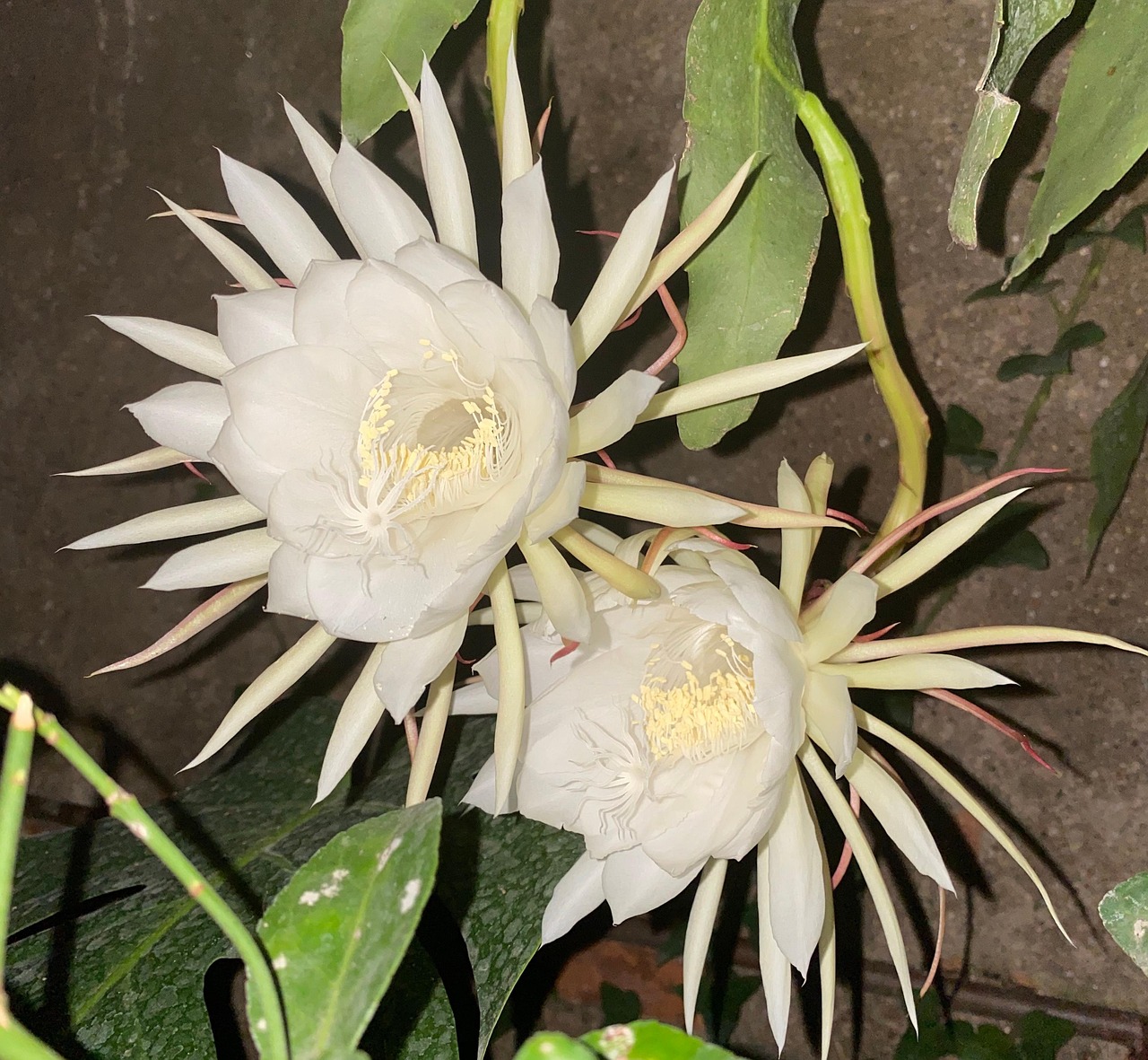 Epiphyllum Oxypetalum Queen Of The Free Photo On Pixabay Pixabay
