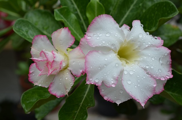 Adenium Mawar Padang Pasir - Foto gratis di Pixabay - Pixabay
