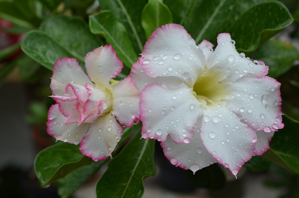 Adenium Mawar Padang Pasir - Foto gratis di Pixabay - Pixabay