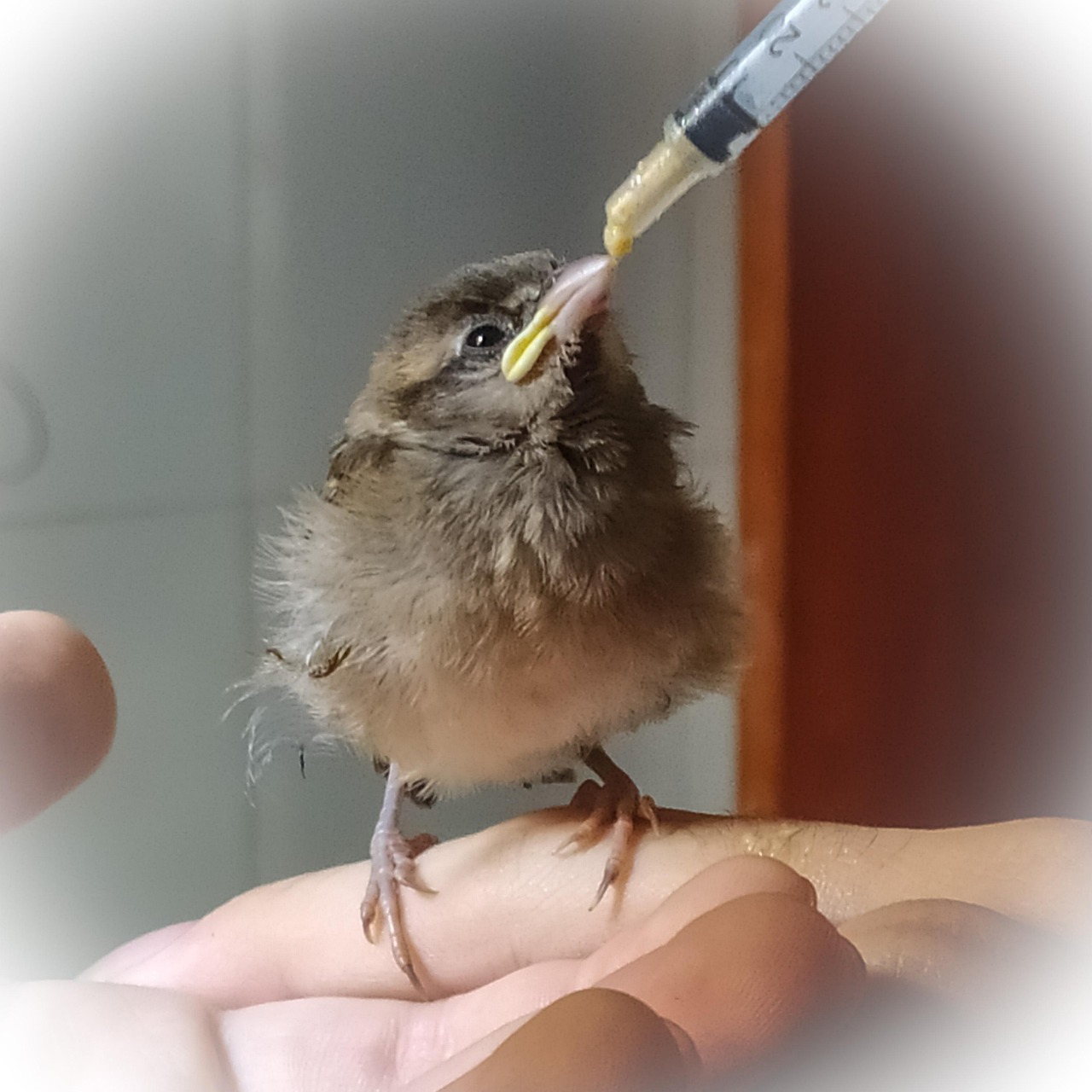 Sparrow Puppy Bird - Free photo on Pixabay - Pixabay