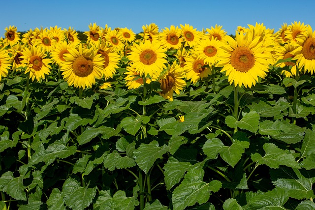Sonnenblumen Natur Blüte - Kostenloses Foto auf Pixabay - Pixabay