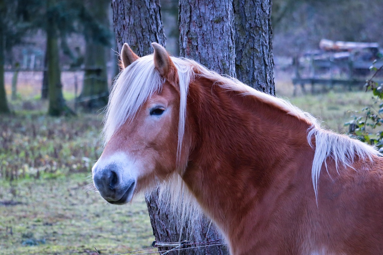 200+ kostenlose Haflinger und Natur-Bilder - Pixabay