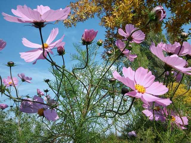 Flowers Purple Bloom - Free photo on Pixabay - Pixabay