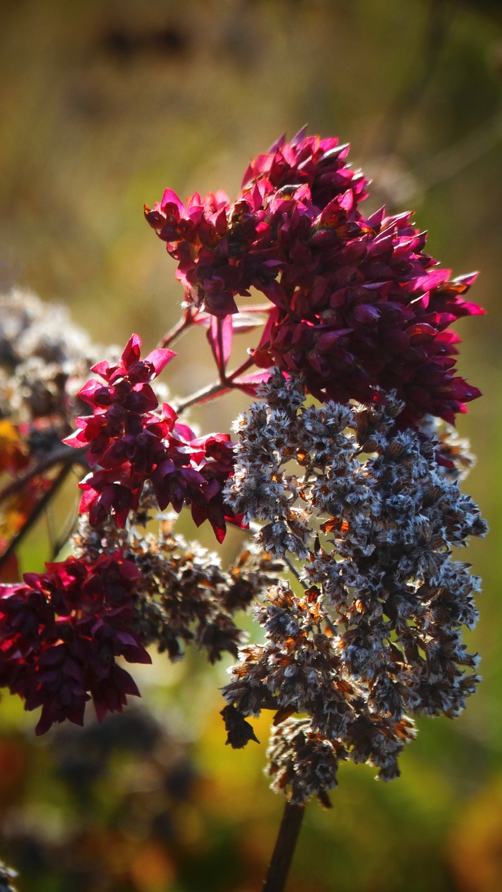 40+ Free Oregano Flowers & Oregano Images - Pixabay