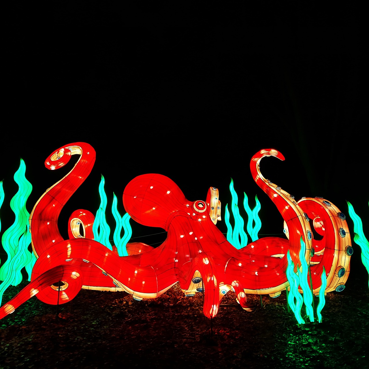 Octopus Zoolights Christmas - Free photo on Pixabay - Pixabay