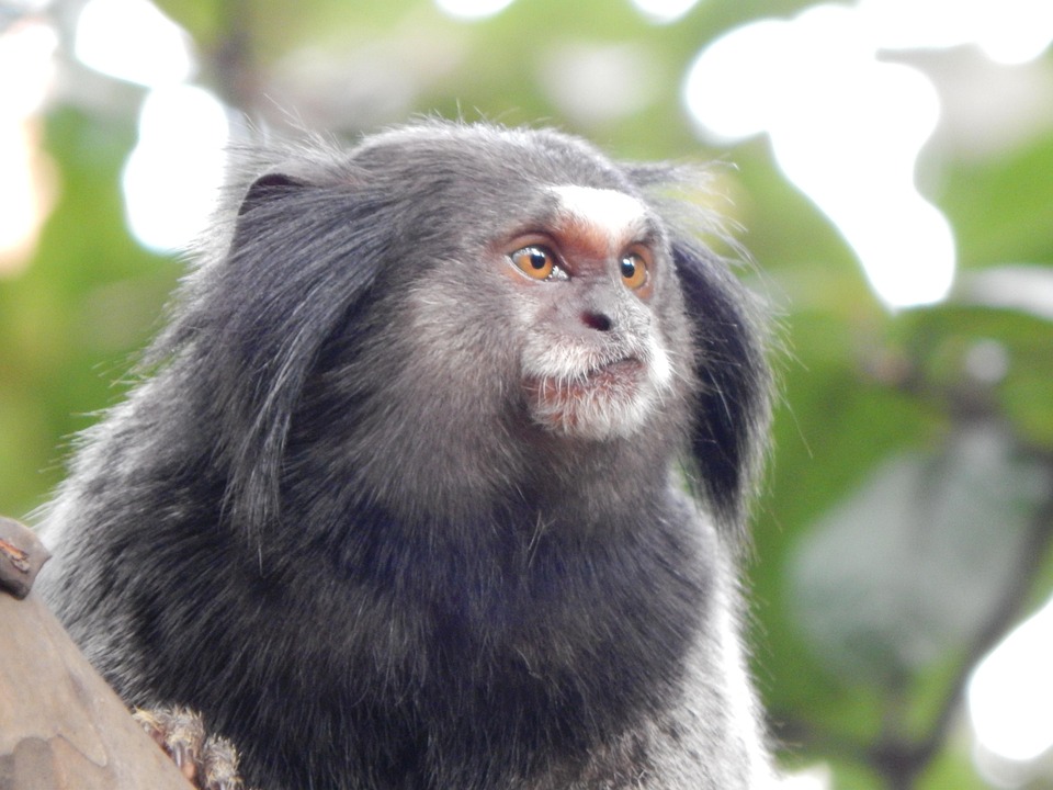 Singe Nature Animal Punaise Des - Photo gratuite sur Pixabay - Pixabay