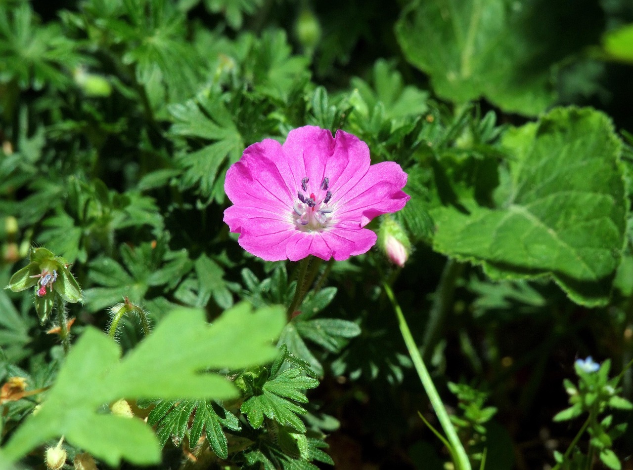 50+ Free Himalayan Flowers & Himalayan Balsam Images - Pixabay
