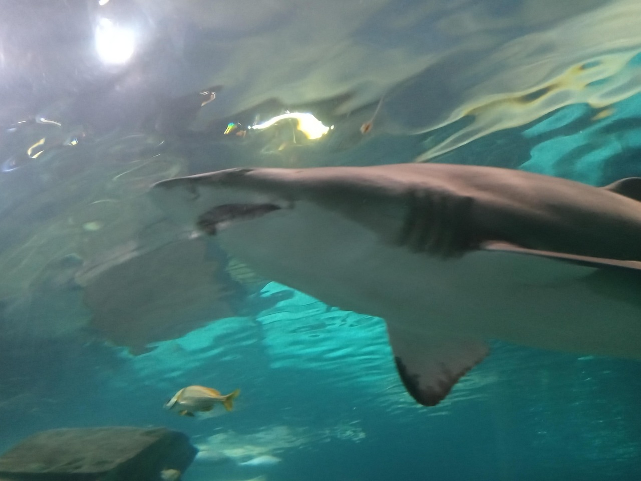 Animal Shark - Free photo on Pixabay - Pixabay