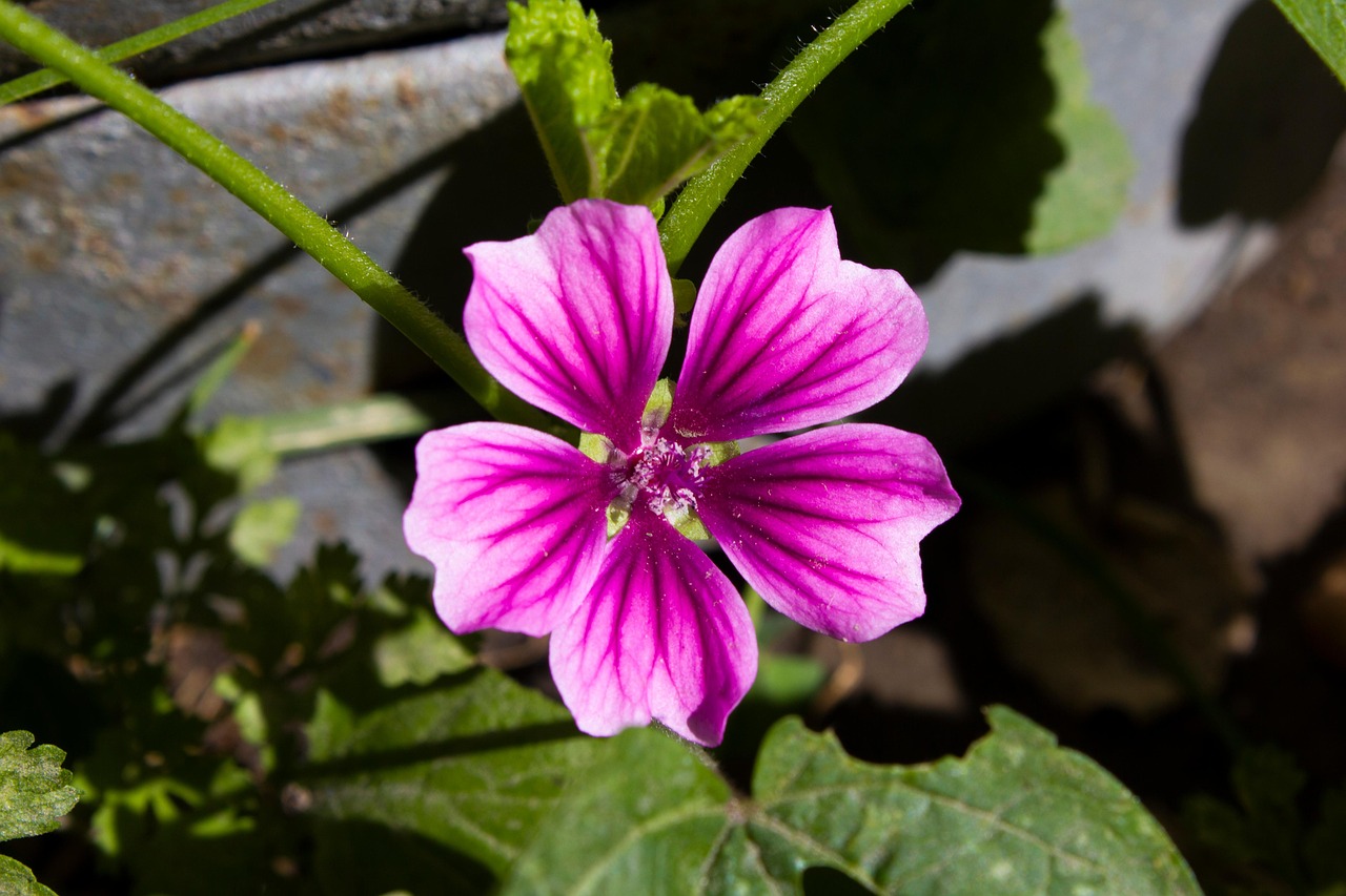 Blume Natur Garten - Kostenloses Foto auf Pixabay - Pixabay