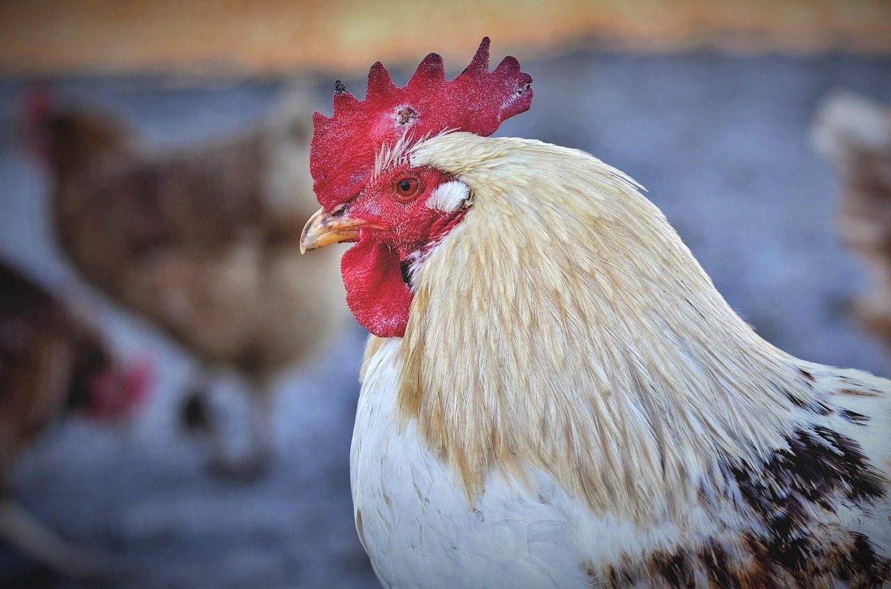 Rooster Chicken Hahn - Free photo on Pixabay - Pixabay