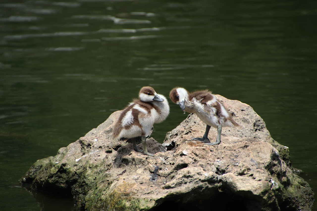 Ruddy Patos Shelduck Aves - Foto gratis en Pixabay - Pixabay