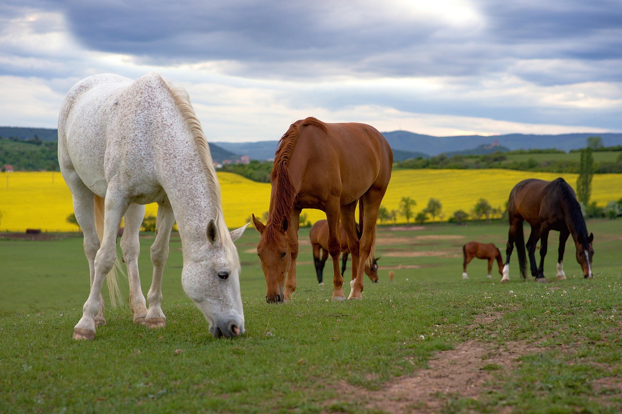 Caballo Pastar Primavera - Foto gratis en Pixabay