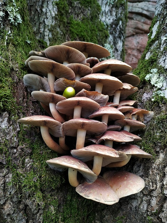 Gomba - Ingyenes fotó a Pixabay-en - Pixabay
