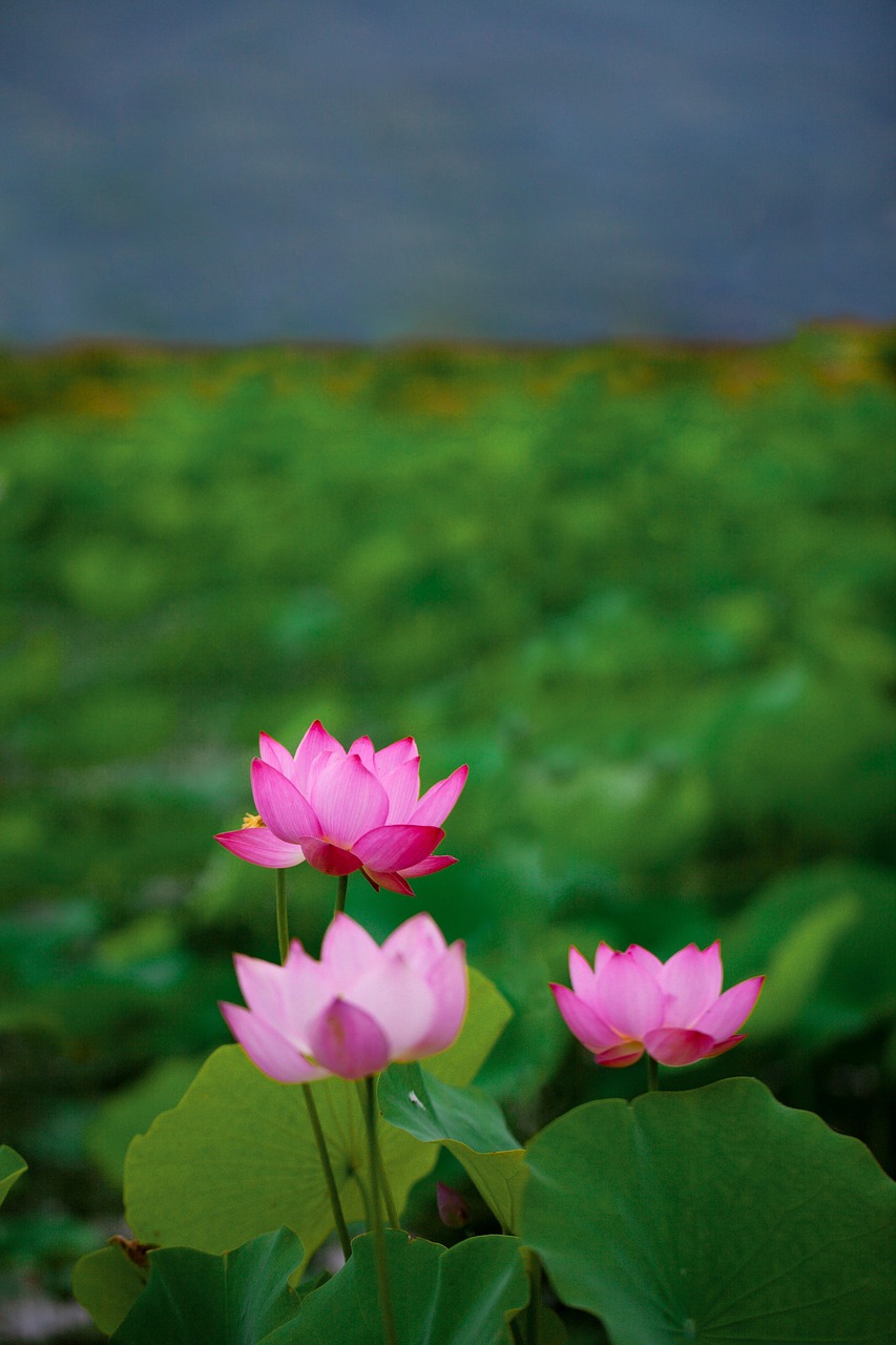 Lotus Loto Planta Lirios De - Foto gratis en Pixabay - Pixabay