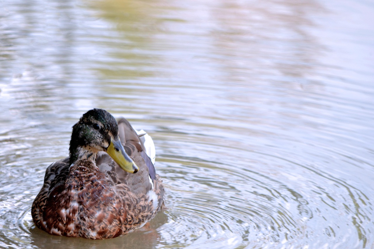 Pato Selvagem Agua - Foto gratuita no Pixabay - Pixabay