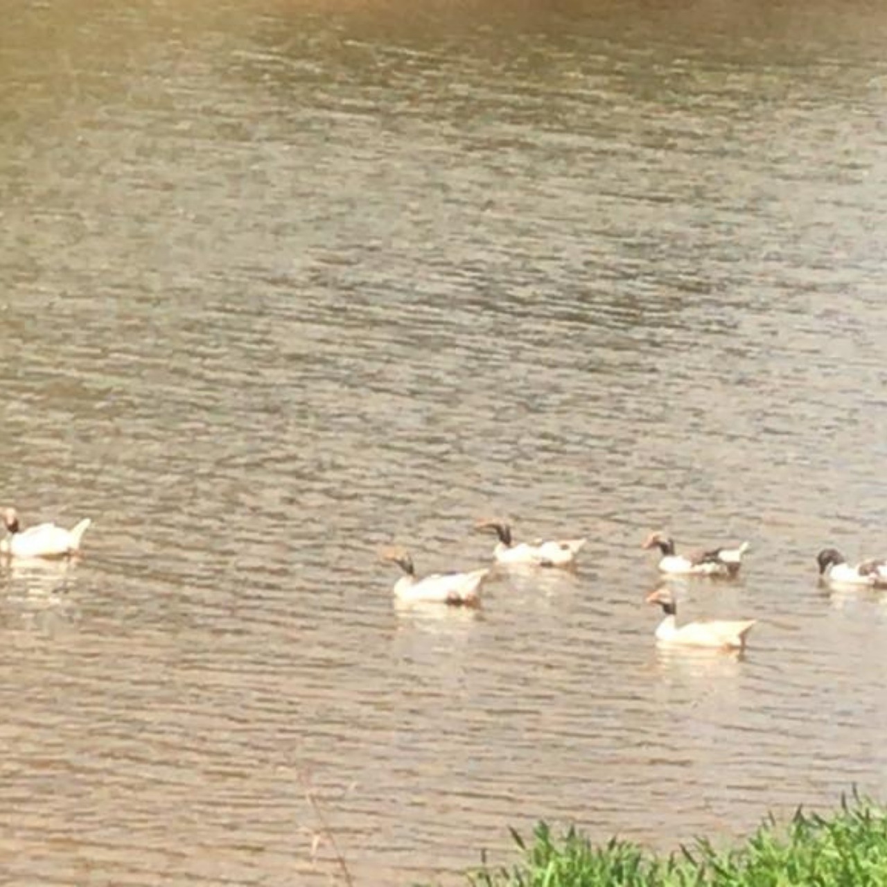Nature Patos Pato - Foto gratuita no Pixabay - Pixabay