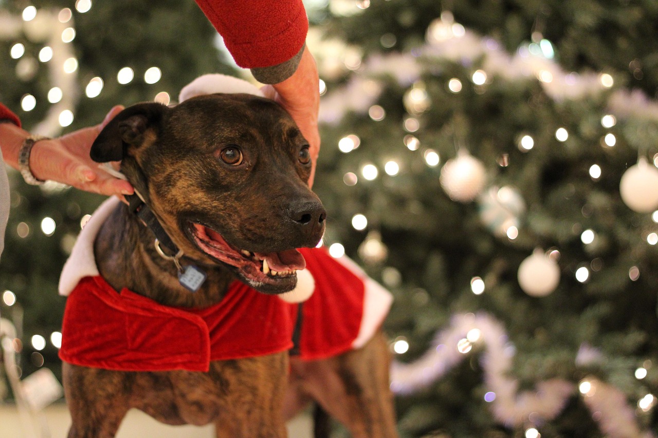 Frohe Weihnachten Hund - Kostenloses Foto auf Pixabay - Pixabay