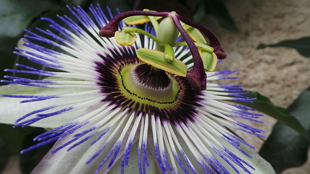 Passionflower Flower Nature - Free photo on Pixabay - Pixabay
