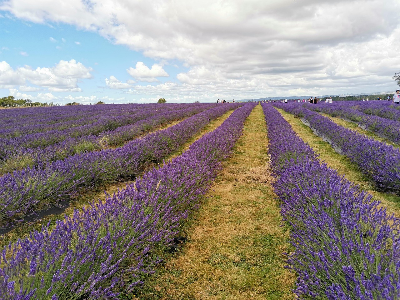Lavanda Farm Lavandă Sezonul - Fotografie gratuită pe Pixabay - Pixabay