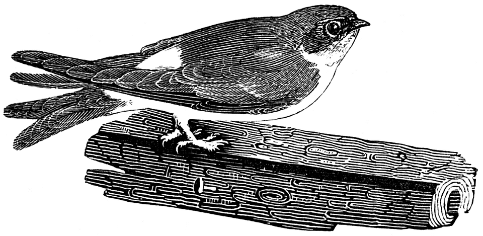 Download House Martin, Bird, Martin. Royalty-Free Stock Illustration ...