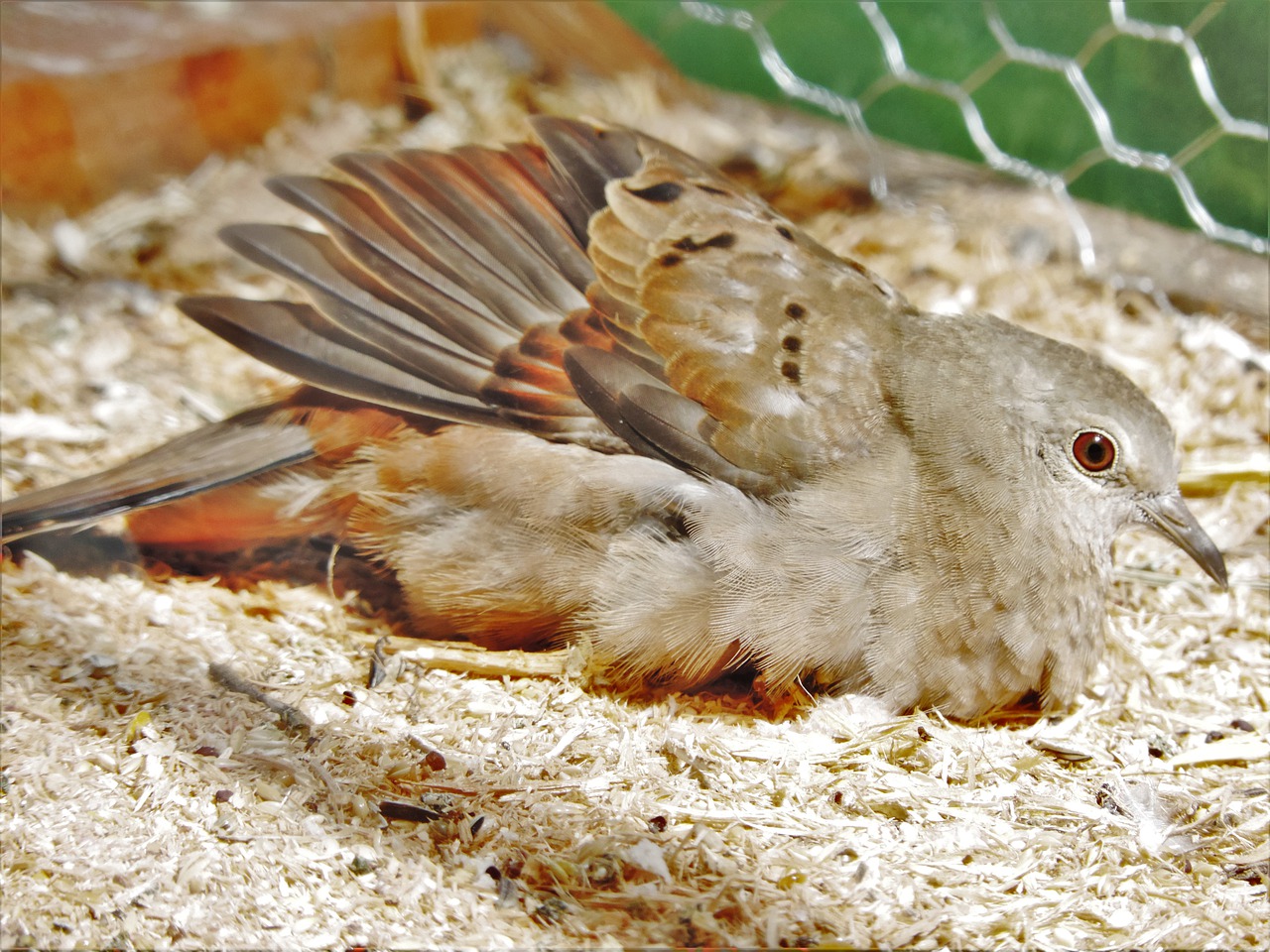 Petite Colombe Oiseau La - Image gratuite sur Pixabay - Pixabay