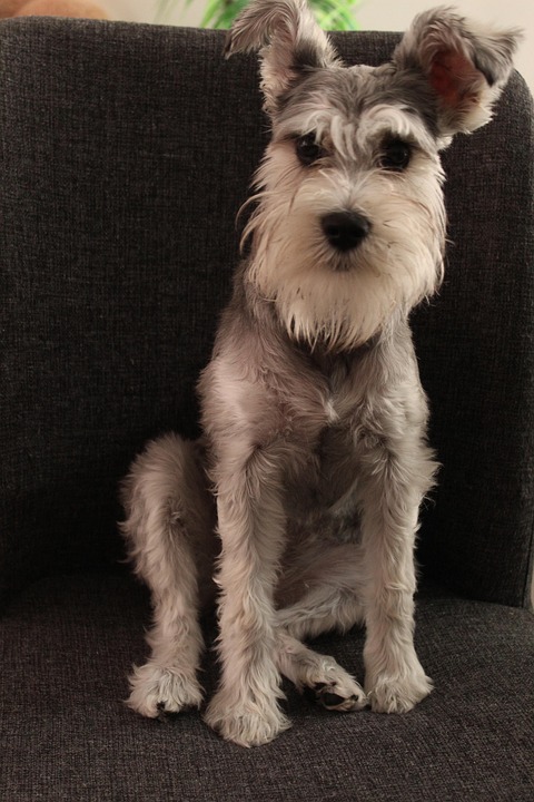 Schnauzer Chien - Photo gratuite sur Pixabay