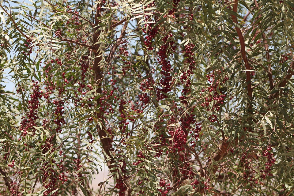 Pohon Buah Buahan Pertanian - Foto gratis di Pixabay - Pixabay
