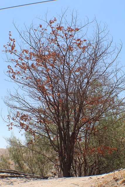 Tree Darling - Free photo on Pixabay - Pixabay