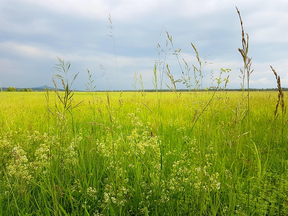 Summer Thunderstorm Meadow Free Photo On Pixabay Pixabay